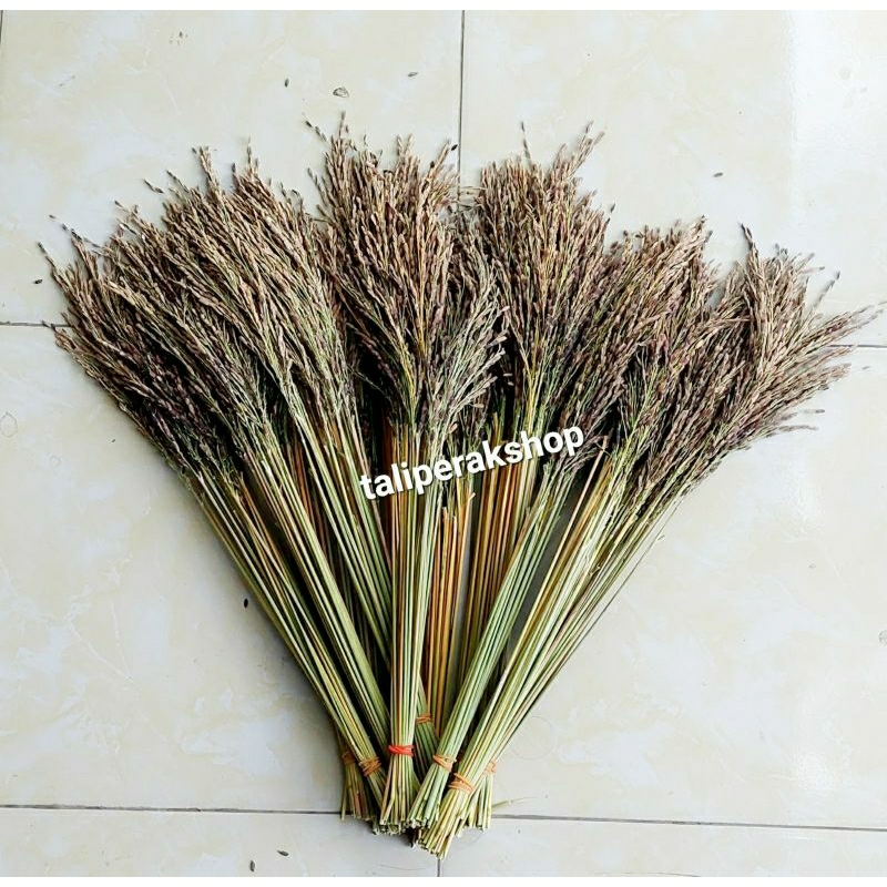 Jual PADI ketan hitam ASLI 15 tangkai | Shopee Indonesia