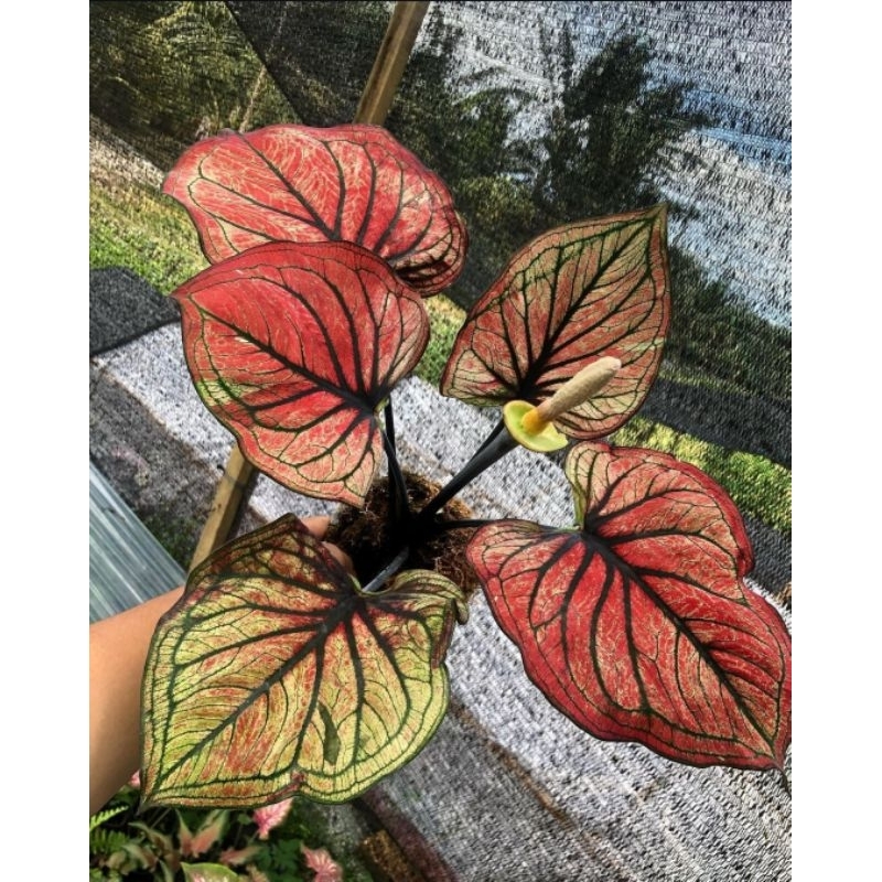 Jual CALADIUM LILIS - Tanaman Hias Keladi Lilis Keladi Hybrid | Shopee ...