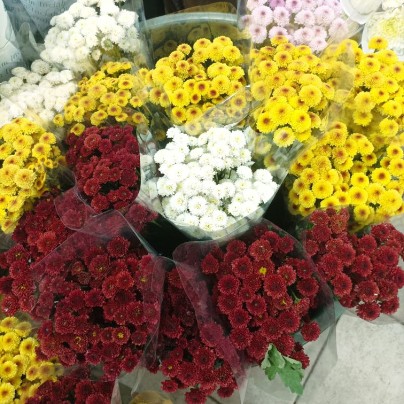 Jual Bunga Calimero fresh | Shopee Indonesia