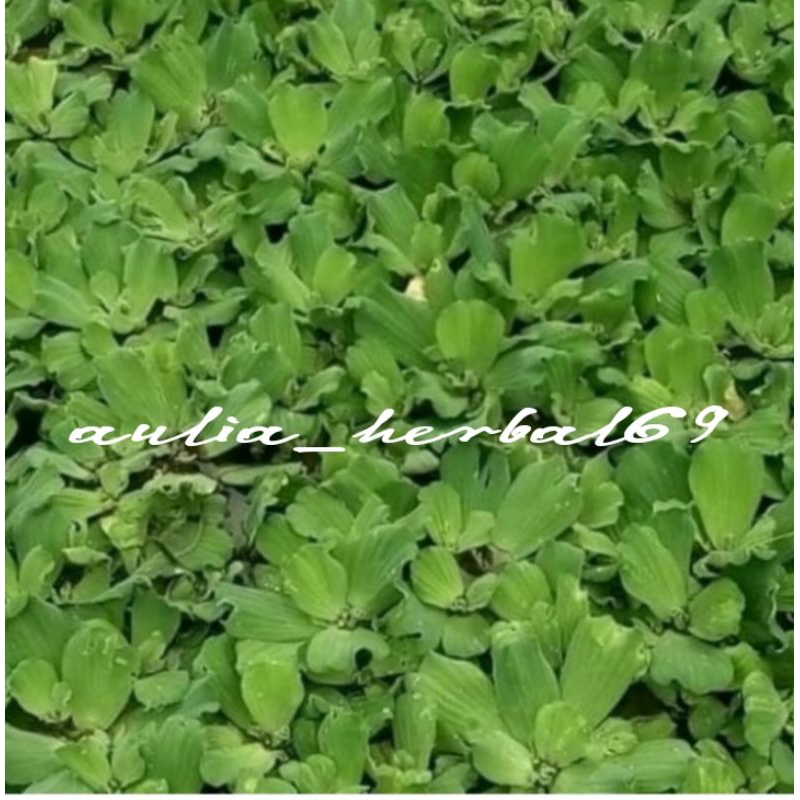 Jual 10pcs tanaman hias apu-apa atau kapu-kapu kolam air | Shopee Indonesia