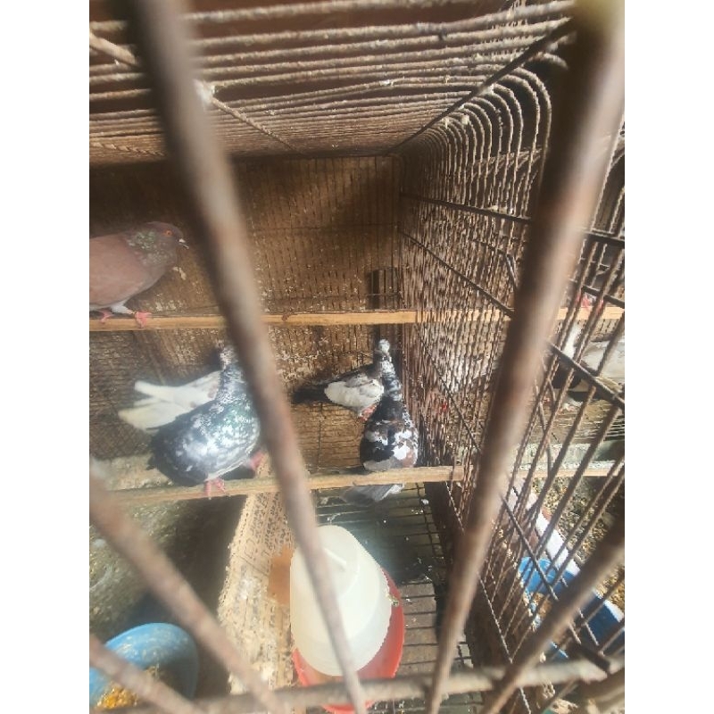 Jual MERPATI BLOROK ( 1PASANG ) | Shopee Indonesia