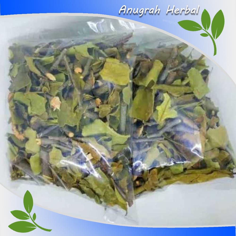 Jual Daun Benalu Pohon jengkol Segar 1 kg obat herbal | Shopee Indonesia