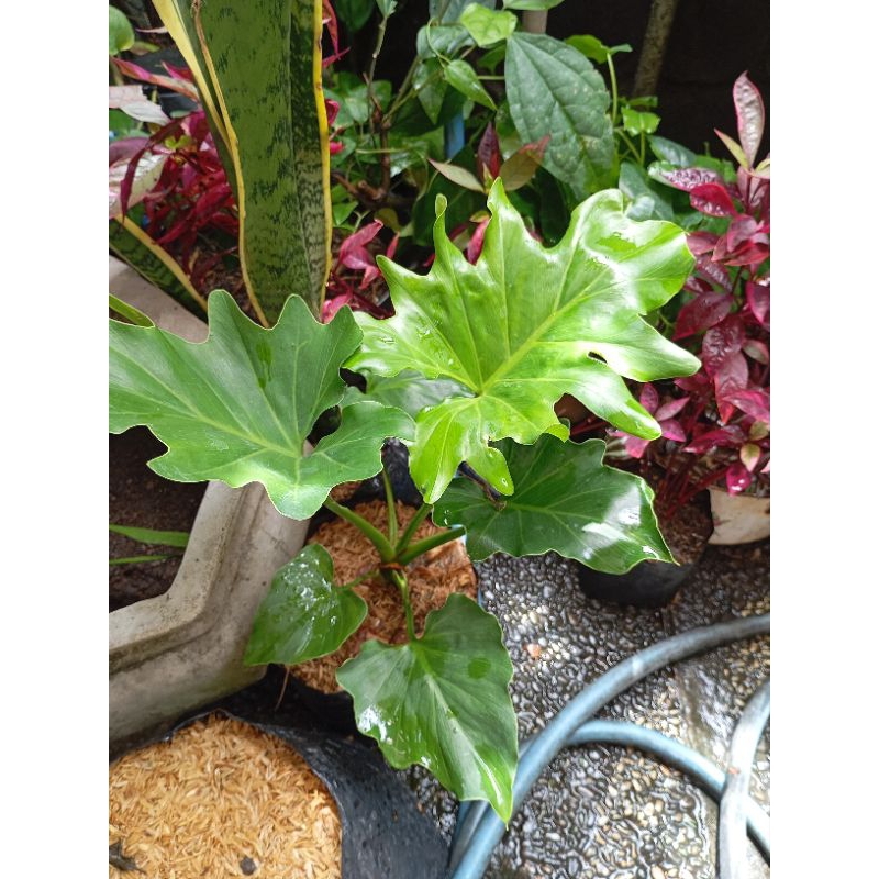 Jual Tanaman Monstera Philo Jari | Shopee Indonesia