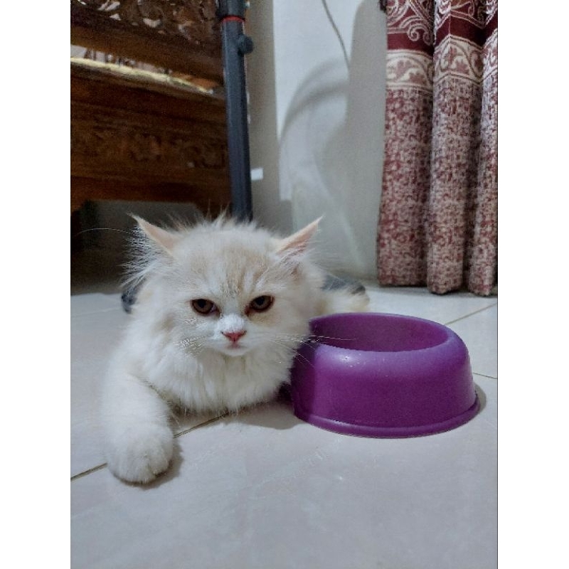 Jual Calon Indukan / Kitten (Anak Kucing) Persia Oren Putih Betina Umur ...