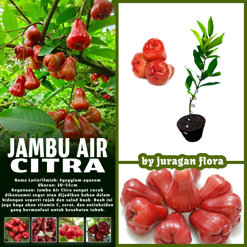 Jual BIBIT TANAMAN JAMBU CITRA OKULASI / TANAMAN JAMBU AIR CITRA ...
