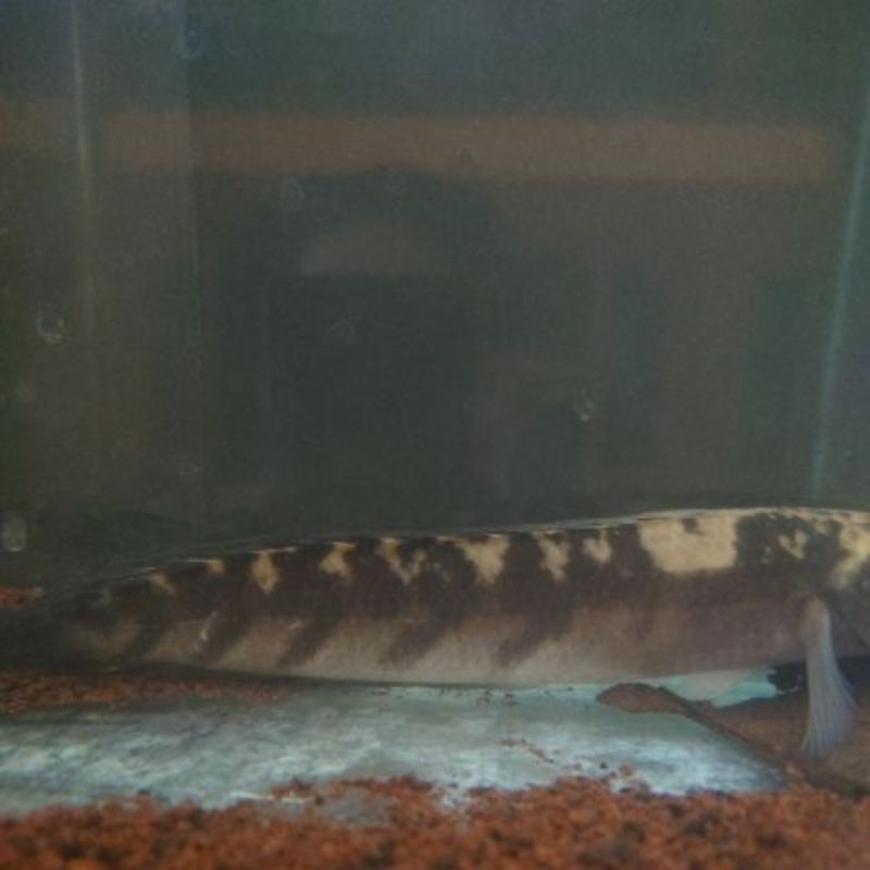 Jual RA.YS progres full simet teball 15-17cm single tank!! | Shopee ...