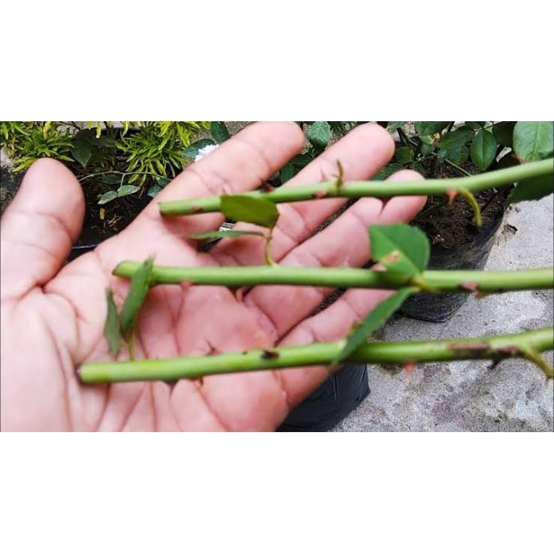 Jual KEBUN_ALAN-Bibit Stek Bunga Mawar Putih | Shopee Indonesia