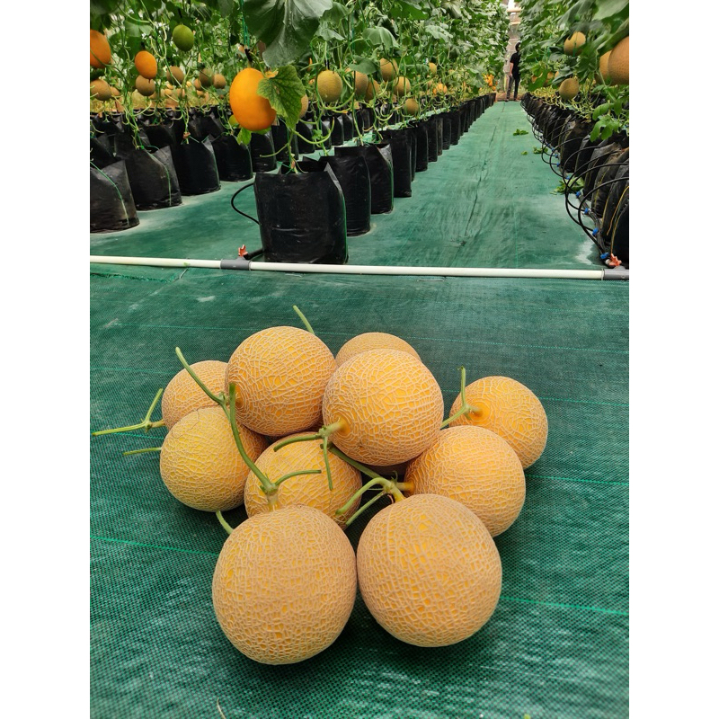 Jual MELON INTHANON | Shopee Indonesia