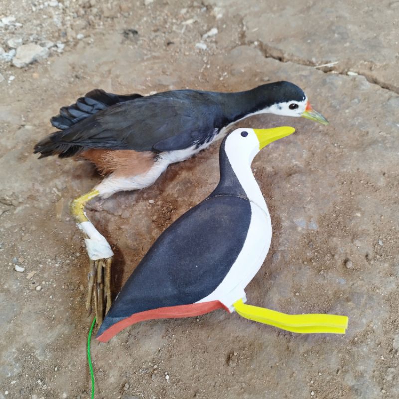 Jual Jontrot boneka patung pikat jerat jebakan jaring ruak ruak ...
