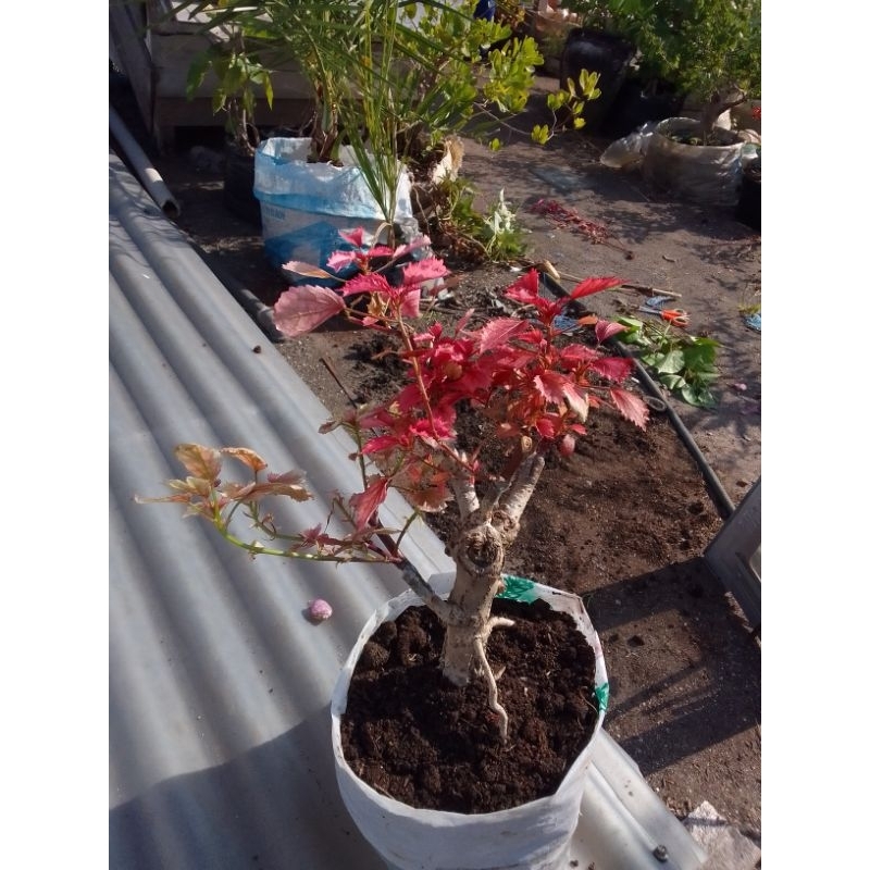 Jual Bahan bonsai waru red panama sambung pucuk | Shopee Indonesia