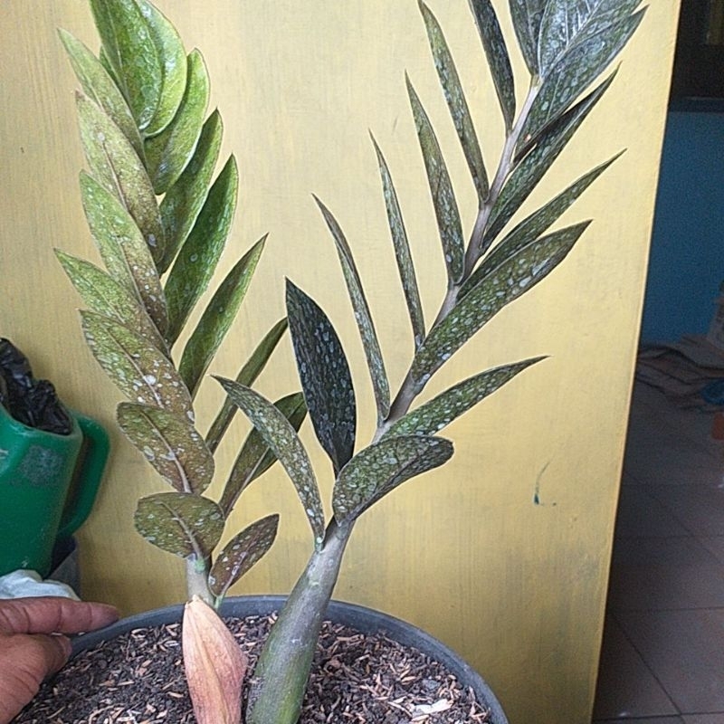 Jual zamia black 2 pohon | Shopee Indonesia