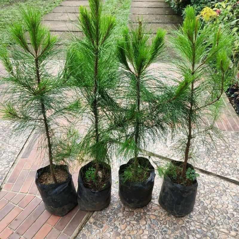 Jual Tanaman pohon cemara pinus penyerap polusi udara bercabang ...