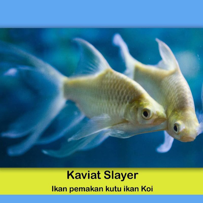 Jual Hiasan Rumah Kaviat Slayer Ekor Panjang ukuran sekitar 15 cm ...
