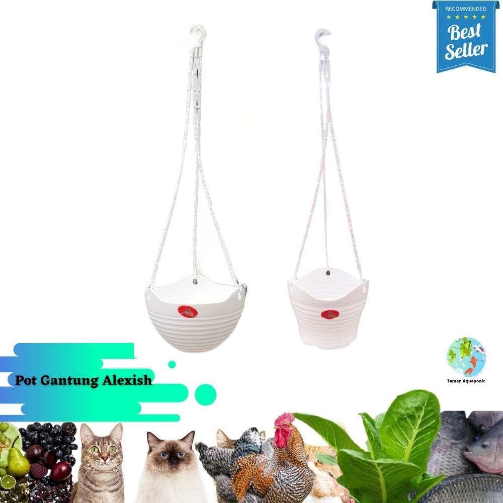 Jual (6 pcs) Pot Gantung Tanaman Hias Alexish | Shopee Indonesia