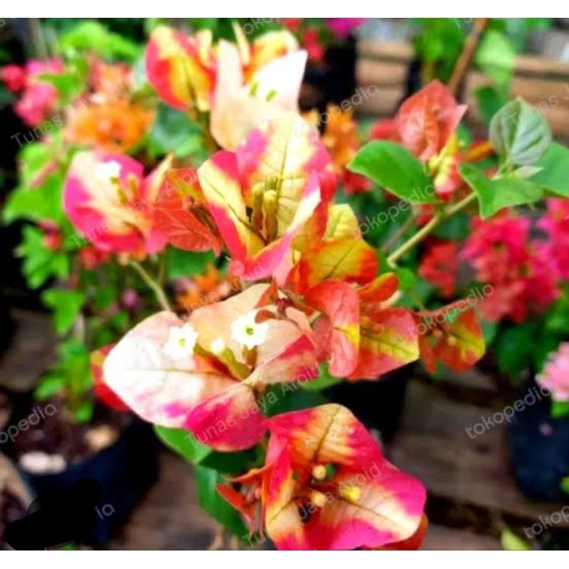 Jual bugenvil collection Citra monduring besar | Shopee Indonesia