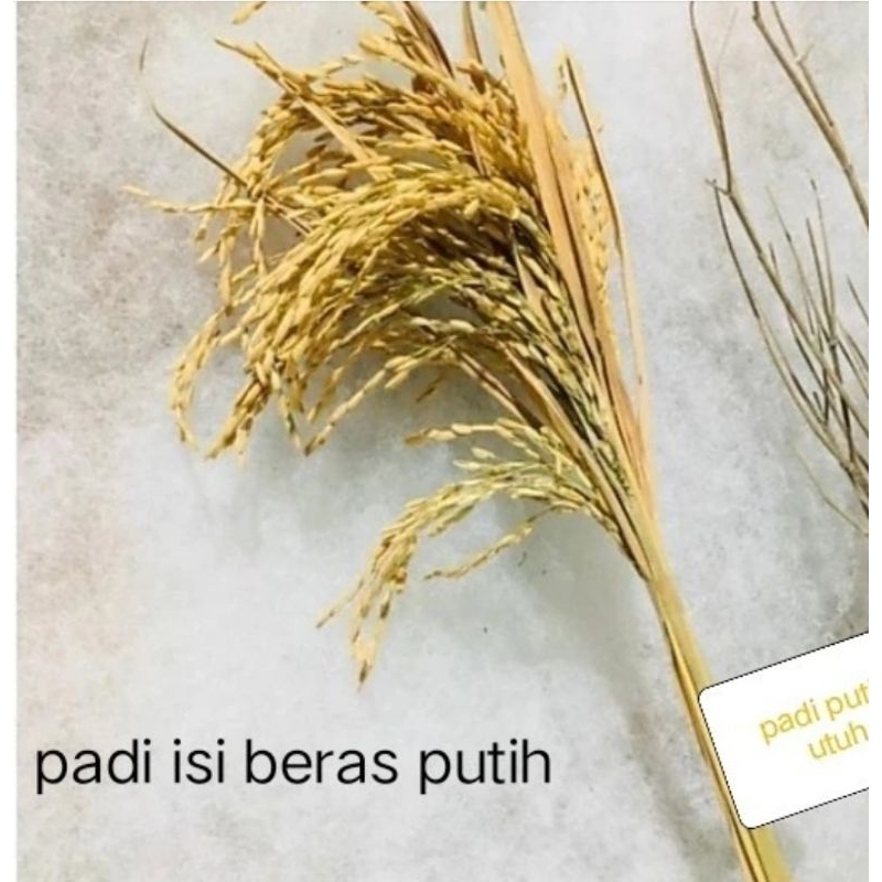 Jual Padi tangkai kering 1 ikat isi banyak | Shopee Indonesia