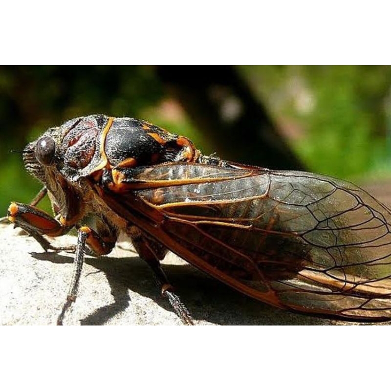 Jual Tongeret hidup satu ekor | Shopee Indonesia