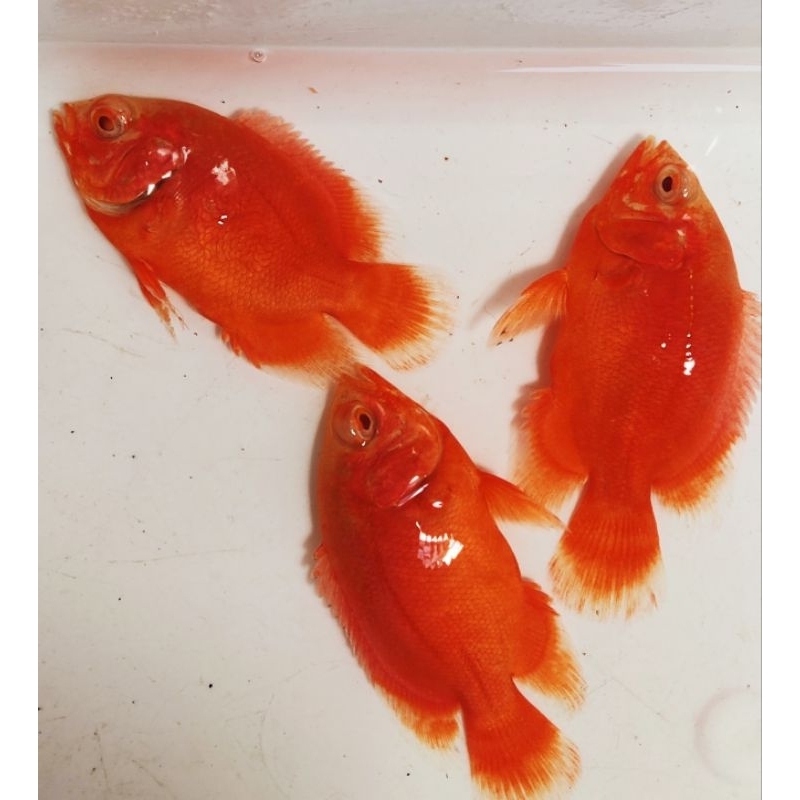 Jual OSCAR RED CHILI ORIGINAL | Shopee Indonesia