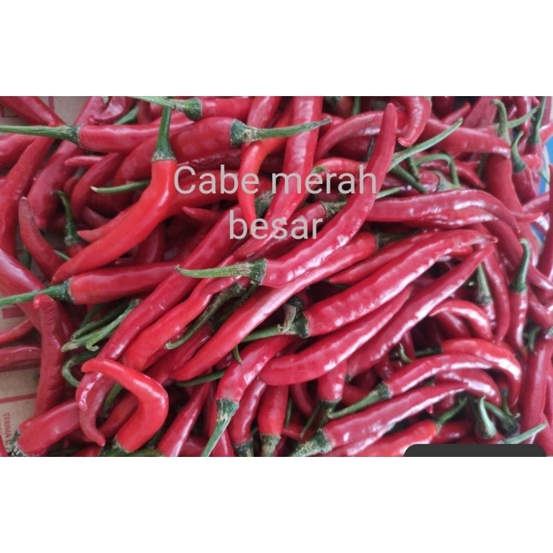 Jual Cabe merah besar 1kg fresh | Shopee Indonesia