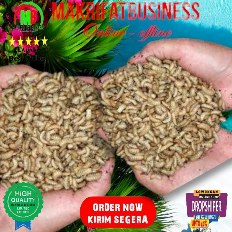 Jual Paket 1000 Gram MAGGOT FRESH Segar Lamgsung Panen saat Order ...