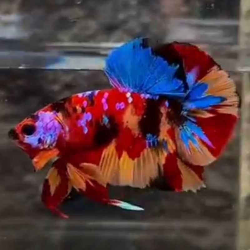 Jual HIASAN AQUARIUM IKAN CUPANG MULTI COLOR + MULTYCOLOUR GALAXY GRADE ...