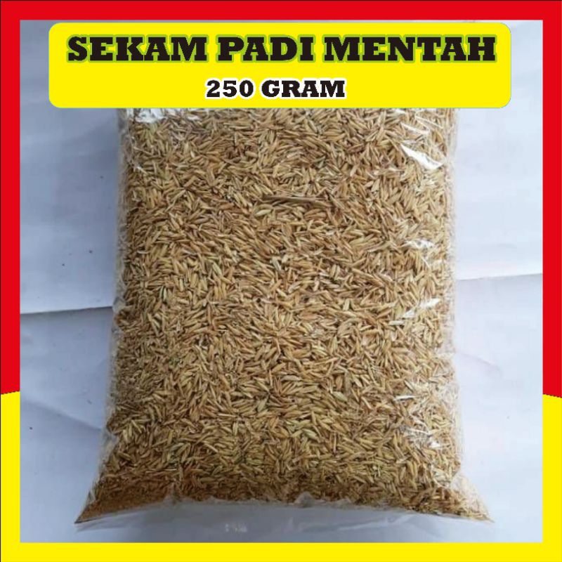 Jual Sekam Mentah Gabah Padi Kulit padi Kemasan 250gram Kualitas Bersih ...