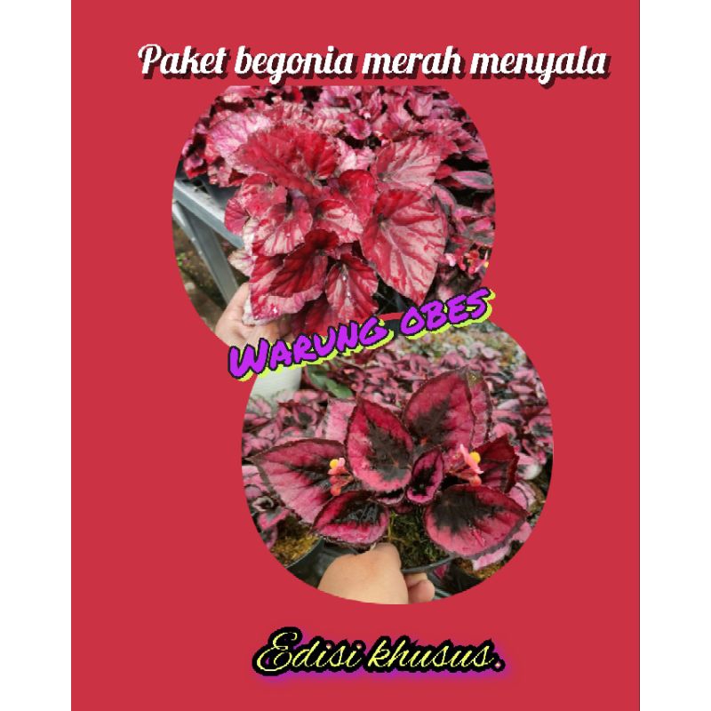 Jual paket 2 begonia merah menyala. | Shopee Indonesia
