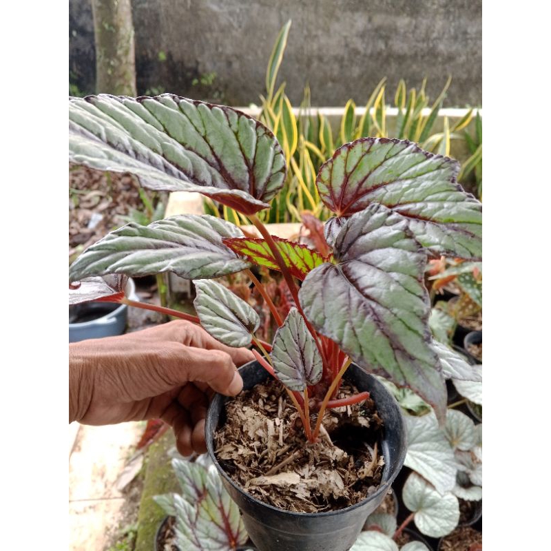 Jual bunga begonia rek silver | Shopee Indonesia