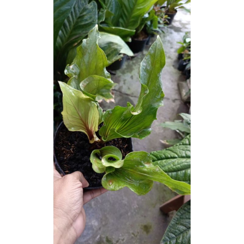 Jual anthurium obor merah real pic | Shopee Indonesia