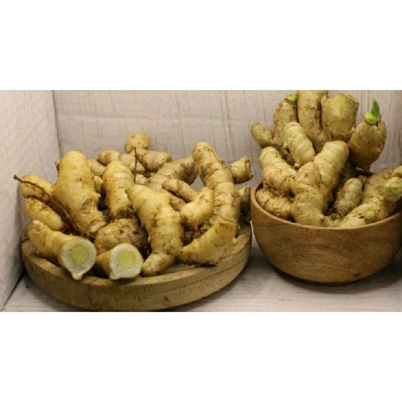 Jual TEMU PUTIH CURCUMA ZEDOARIA SEGAR 1KG | Shopee Indonesia