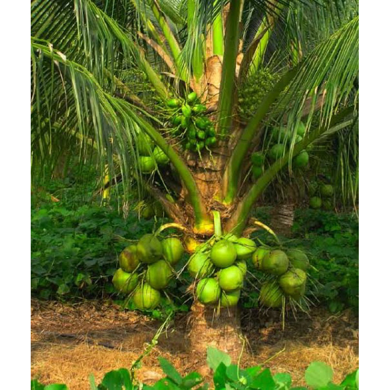 Jual Bibit Kelapa Genjah Entok Asli Pendek Cepat Berbuah | Shopee Indonesia