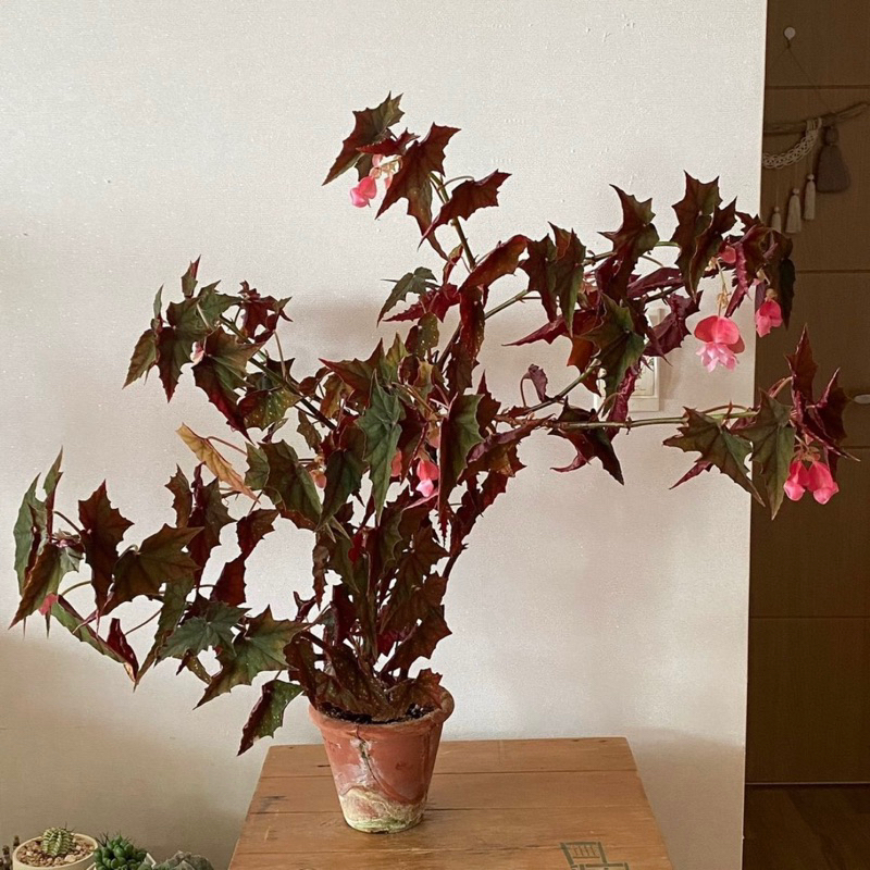 Jual tanaman hias begonia api / tanaman indor outdor | Shopee Indonesia