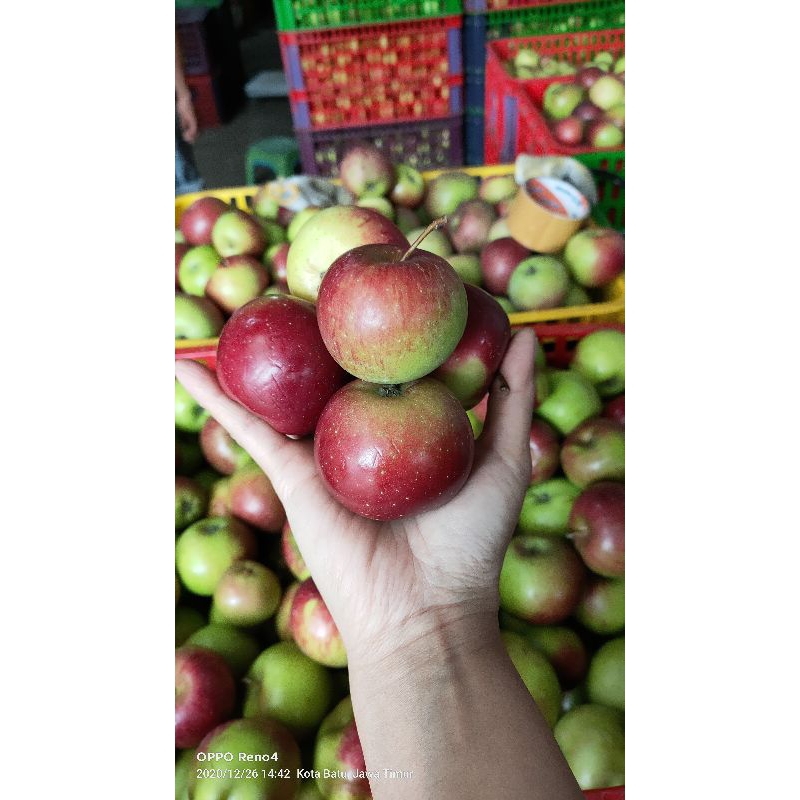 Jual apel malang jenis RB 1kg isi 16-17 buah untuk diet dan hipertensi ...