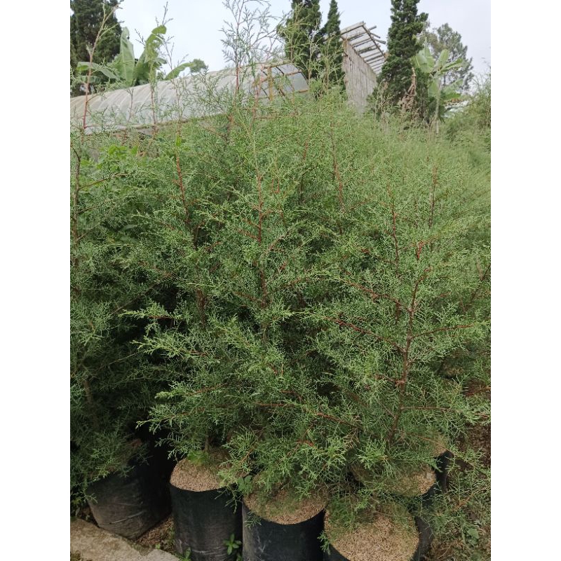 Jual CEMARA RENTES CEMARA WANGI UKURAN 1.5M +- | Shopee Indonesia