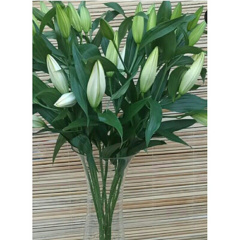 Jual bunga casablanca wangi isi 5 tangkai warna boleh pilih dan ...