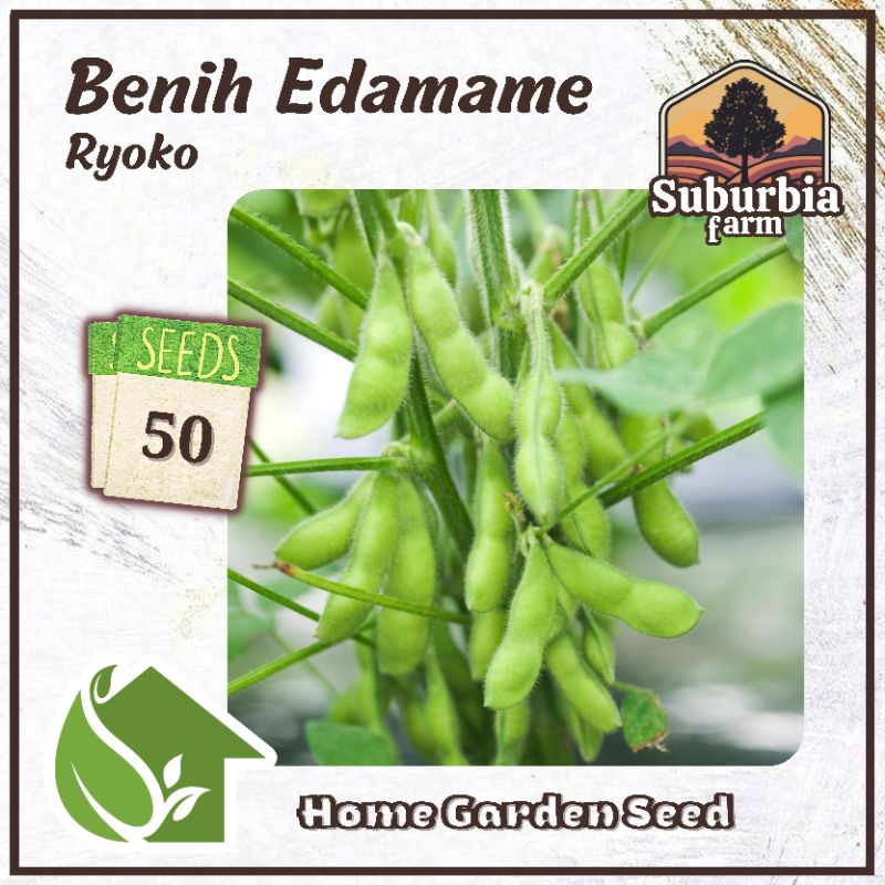 Jual 50 Biji Benih Edamame Bibit Kedelai Jepang | Shopee Indonesia