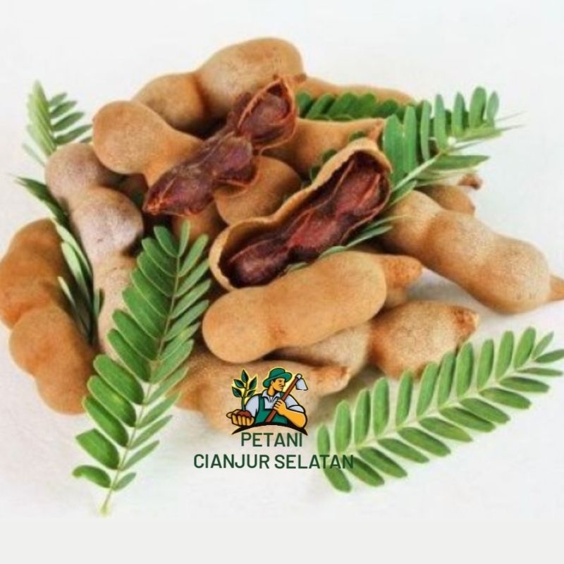 Jual Asam Jawa 1KG | Asam Jawa Murni 100% Original | Asem Jawa Fresh ...