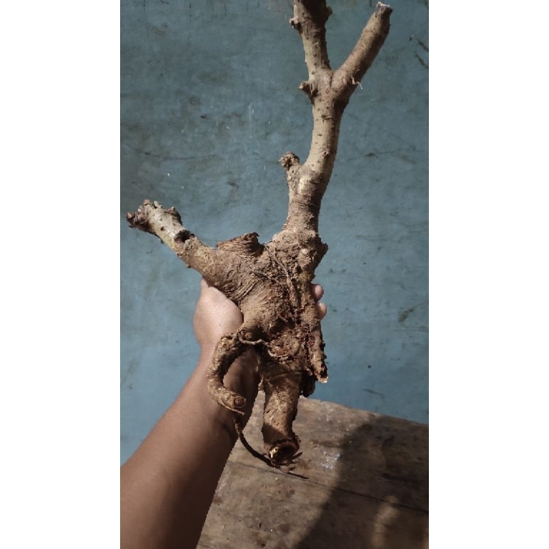 Jual bahan bonsai ficus beringin Bunut preh realpic sesuai gambar 500gr ...