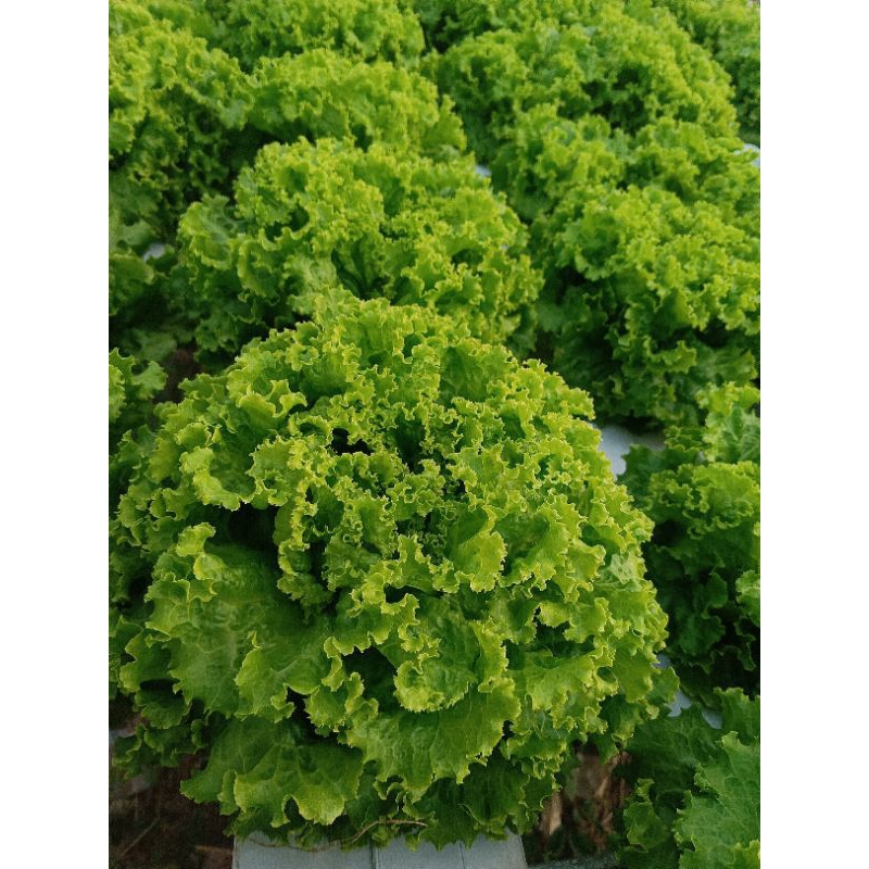 Jual Benih Selada Batavia bohemia | Shopee Indonesia