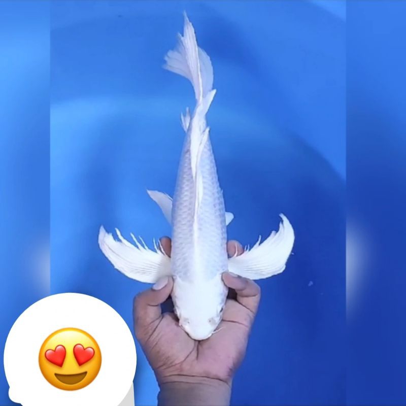 Jual Ikan Koi Jenis Platinum Butterfly Jumbo 40CM Slayer Super Panjang ...