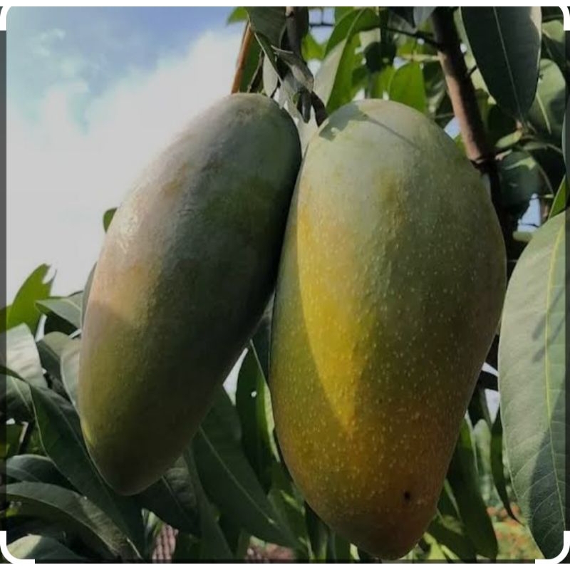 Jual Mangga kiojay syap berbuah 1 meter spesial live!!! | Shopee Indonesia