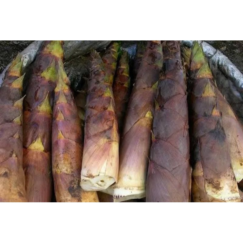 Jual Rebung Bambu Kuning Segar Asli 1kg | Shopee Indonesia