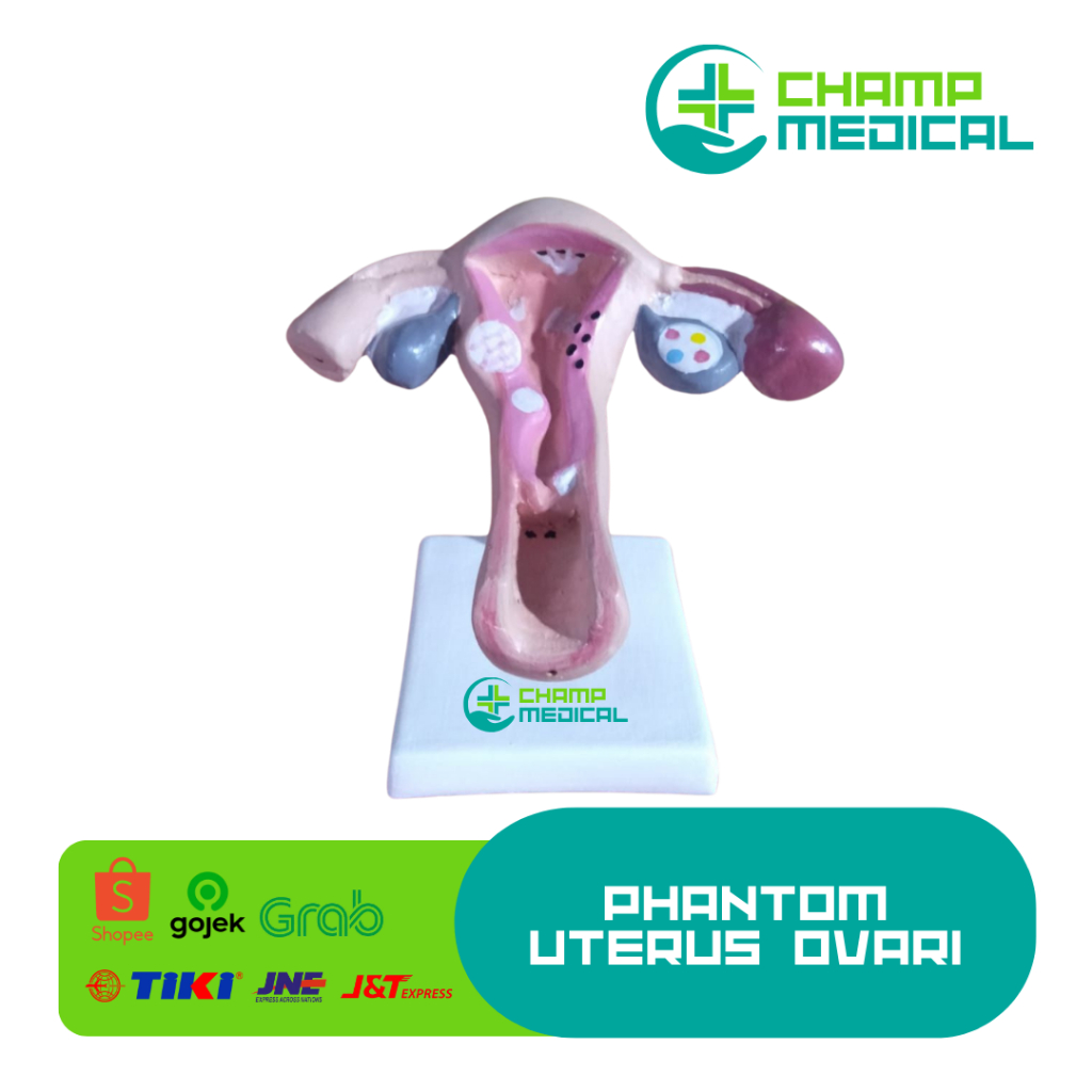 Jual Phantom Manikin Uterus Ovarium / Alat Peraga Uterus | Shopee Indonesia