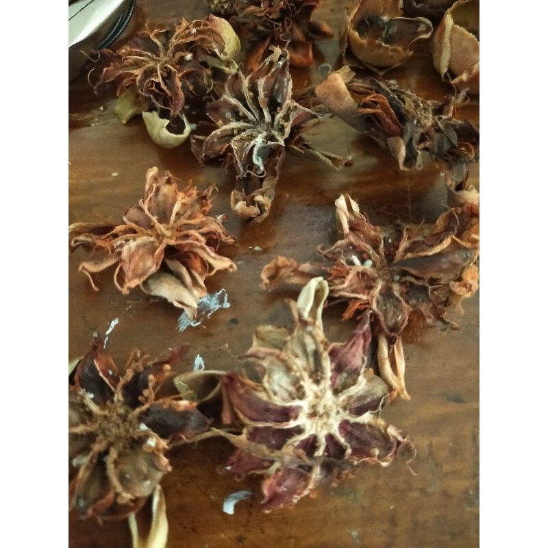 Jual Bunga Daun Simpur Kering Dari Bangka | Shopee Indonesia