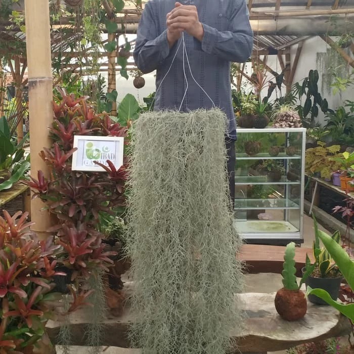 Jual Big Sale Tanaman Janggut dewa 1 meter Tanaman hias jenggot Musa ...