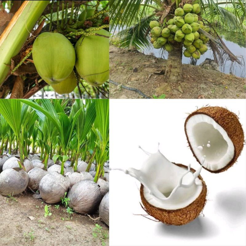 Jual Kelapa Pokok Kelapa Hijau , Pokok Kelapa Hibrida , Kelapa Benih ...