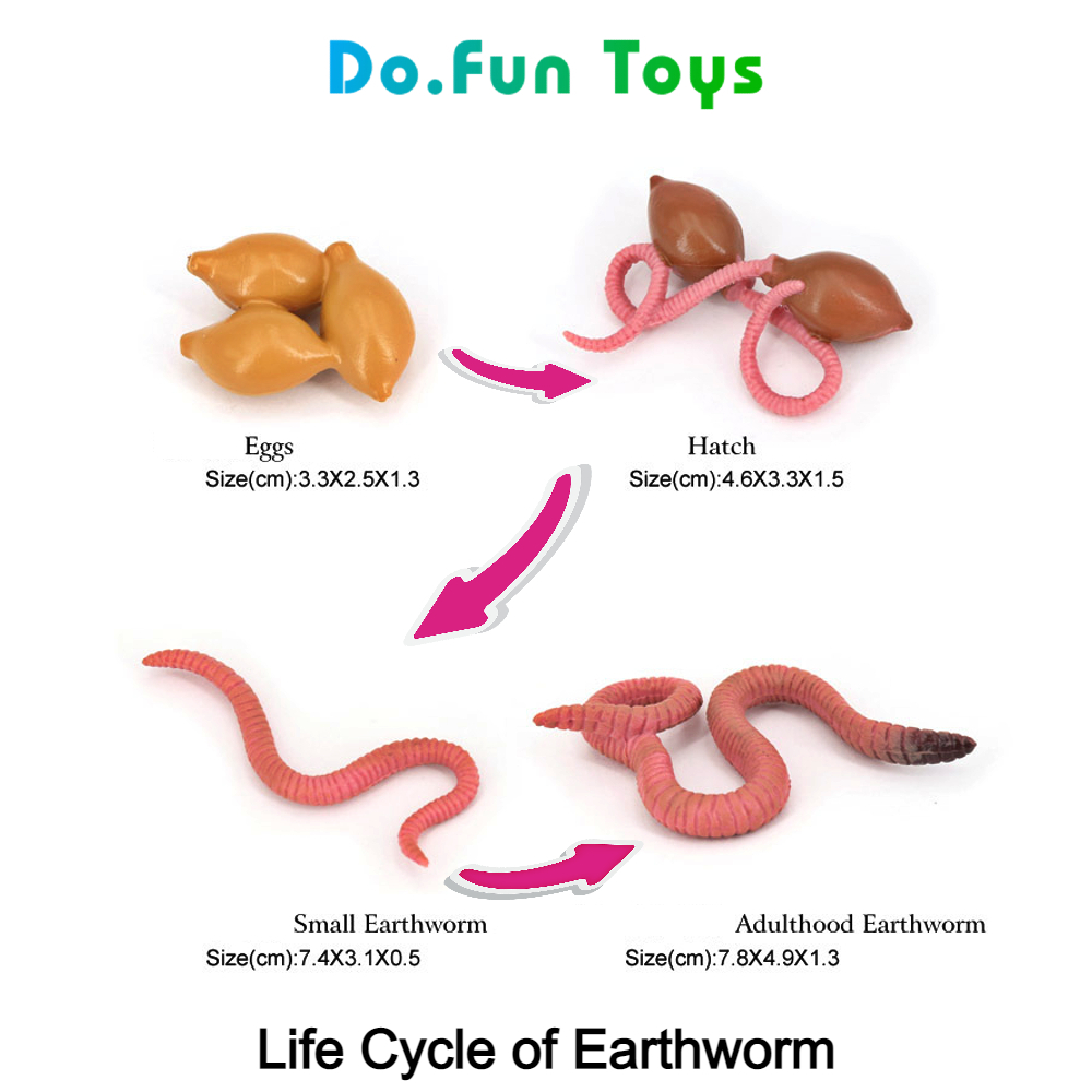 Jual Animal Figure Life Cycle of Earthworm / Siklus Hidup Cacing Tanah ...