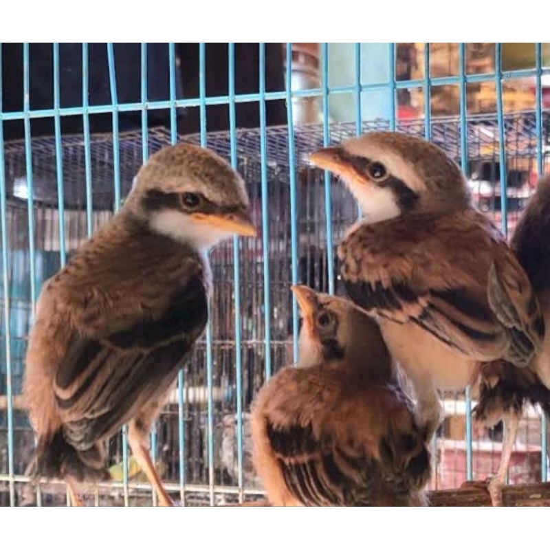 Jual BURUNG PENTET JATIM LOLOHAN | Shopee Indonesia