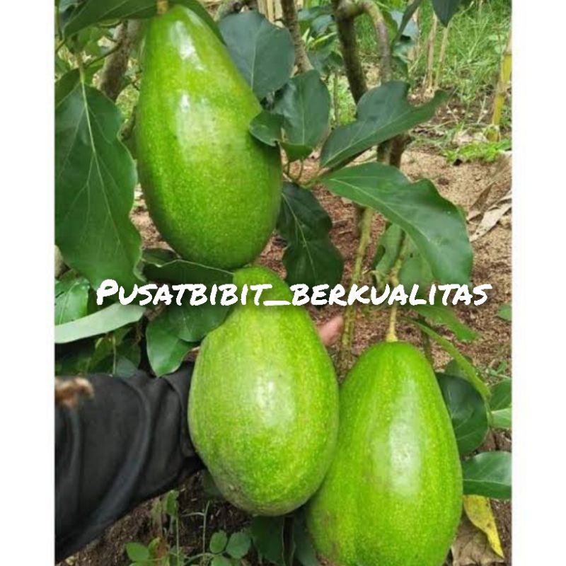 Jual 3 bibit tanaman alpukat aligator jumbo | Shopee Indonesia