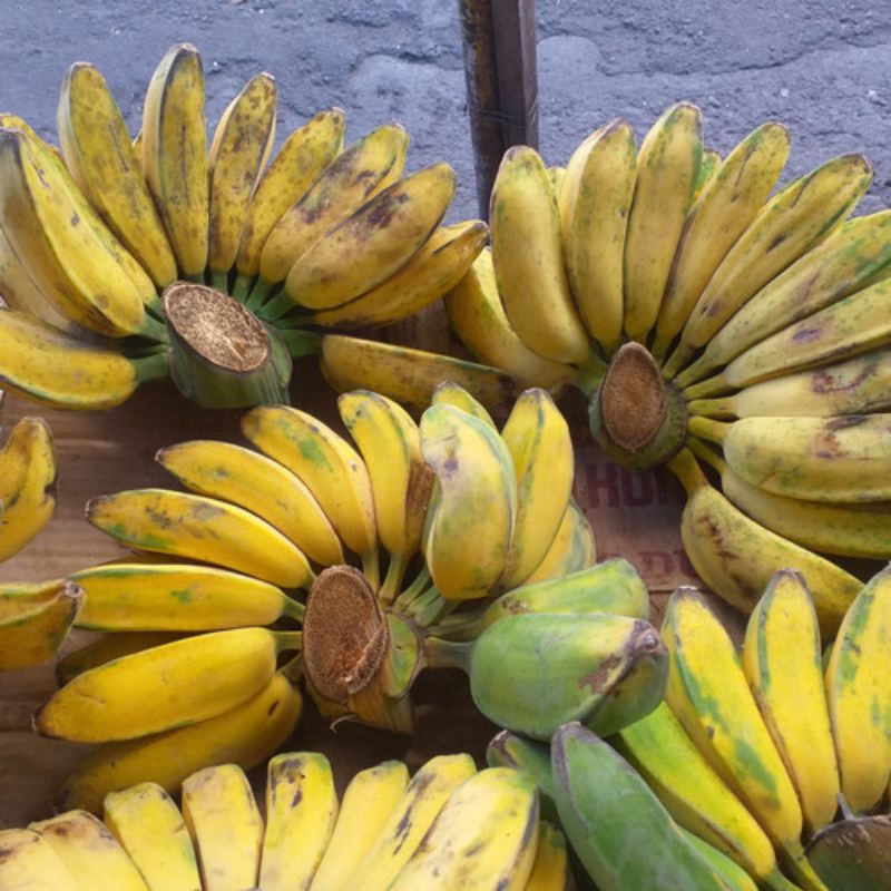 Jual Pisang Kepok Besar & Pisang Barangan Besar | Shopee Indonesia